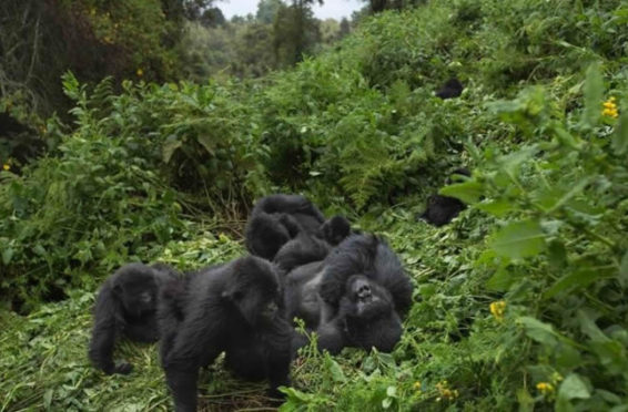 Top Ten Tourist Attractions In Uganda; Must Visit Attractions ...