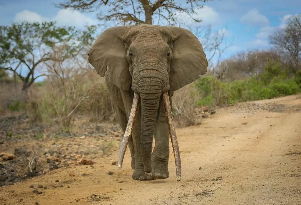 The Super Tusker Elephant Safari in Kenya - i EXPLORE AFRICA