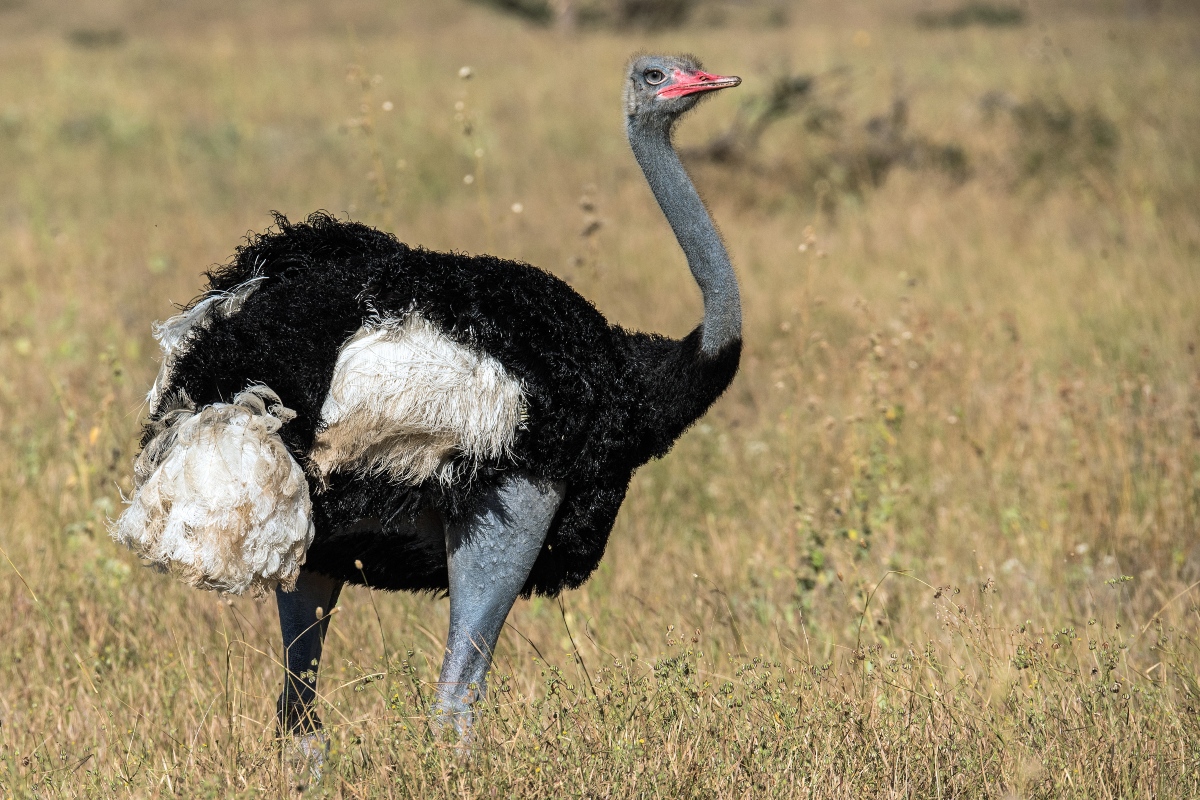 Samburu National Reserve - i EXPLORE AFRICA